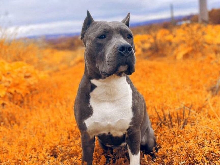 Шикарные голубые щенки от чемпионов