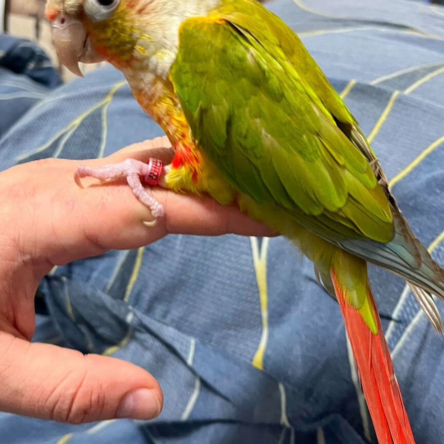 Попугай Пиррура (выкормыш)