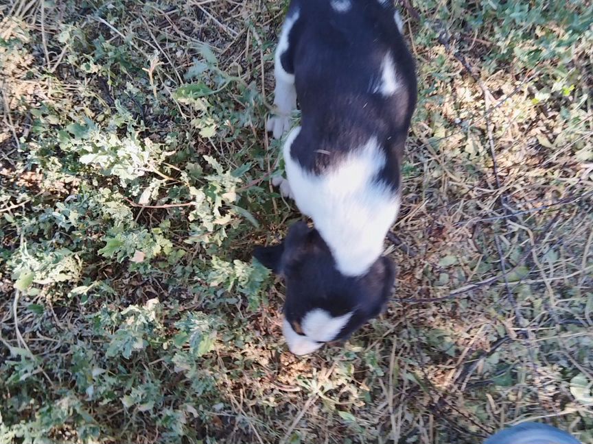 Эстонская гончая щенки