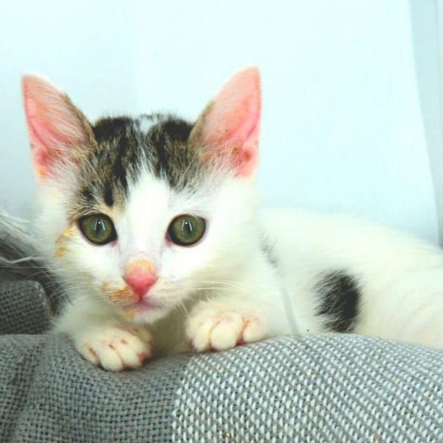Котята