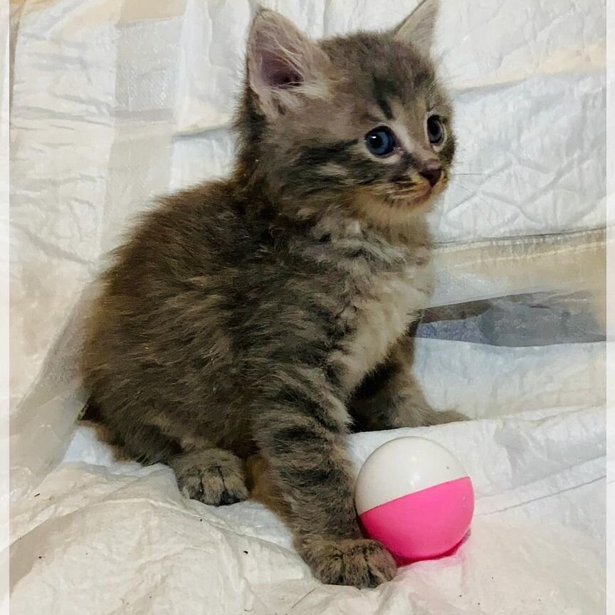 Котенок мальчик