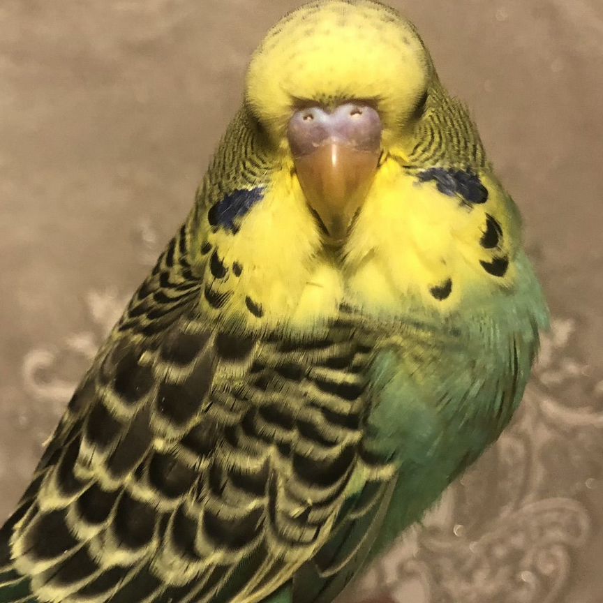 Попугай ввп чех,самец