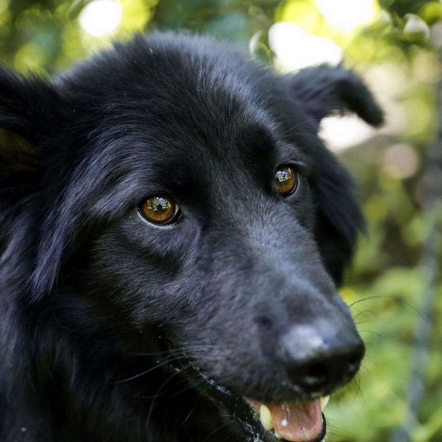 Собака в добрые руки отдам бесплатно