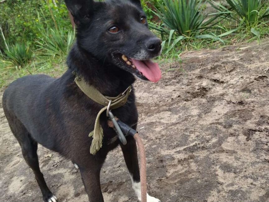 Небольшая собака Бемби