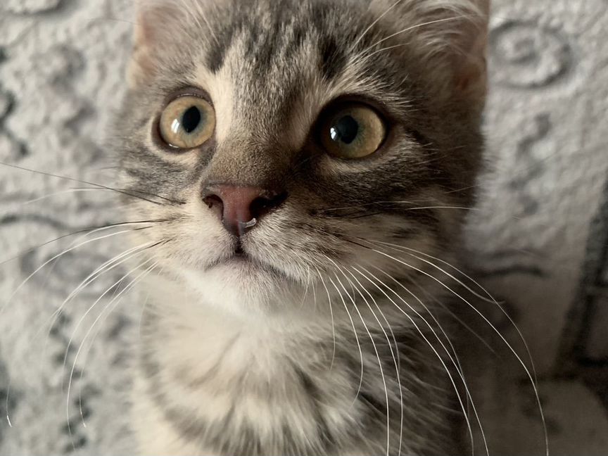 Котенок Савва