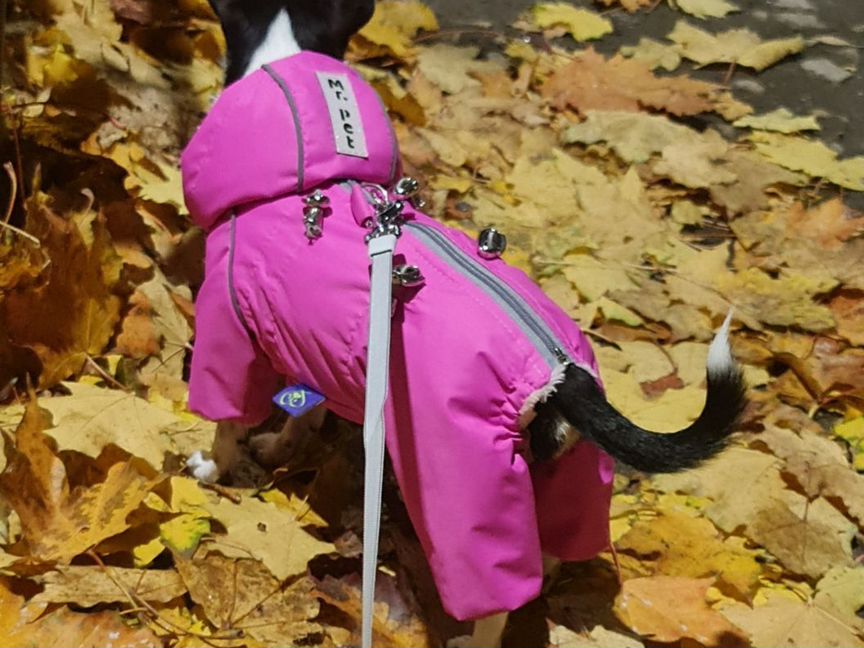 Комбенизон для собак мелких пород, для самок, XS