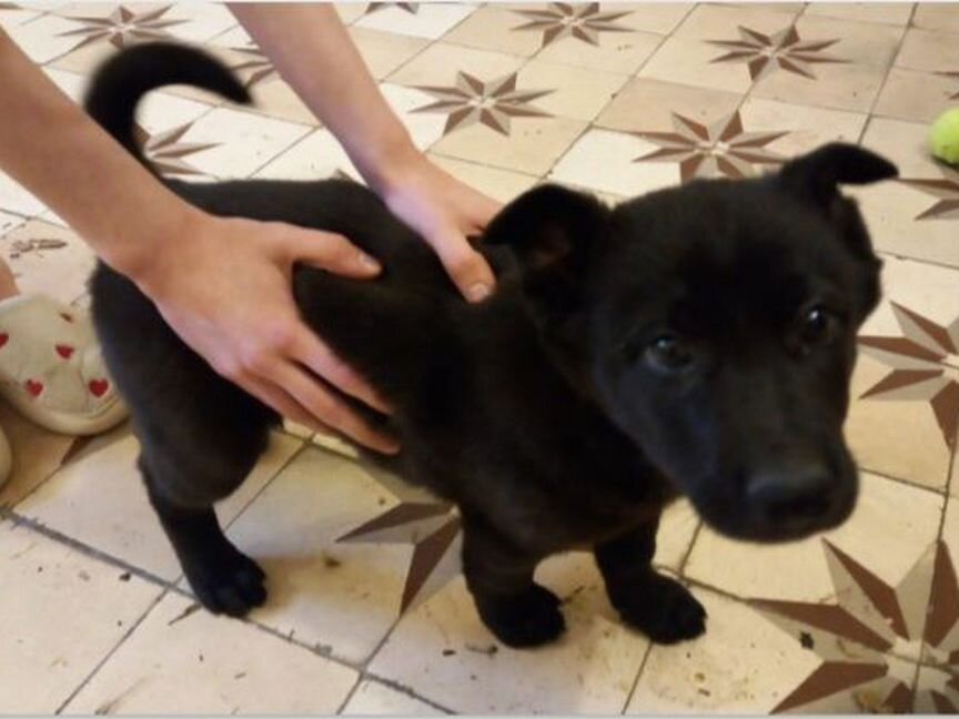 Собака в добрые руки отдам бесплатно