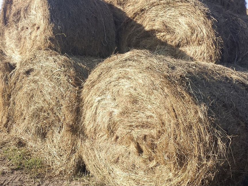 Оптом продам сено
