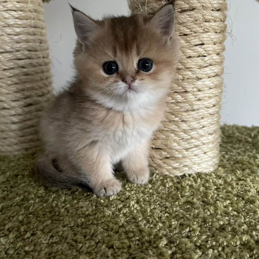 Продается британец котик