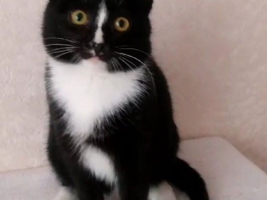 Котёнок гладкошерстный