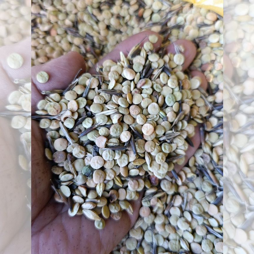 Чечевица зеленая