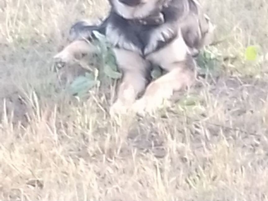 Восточноевропейская овчарка