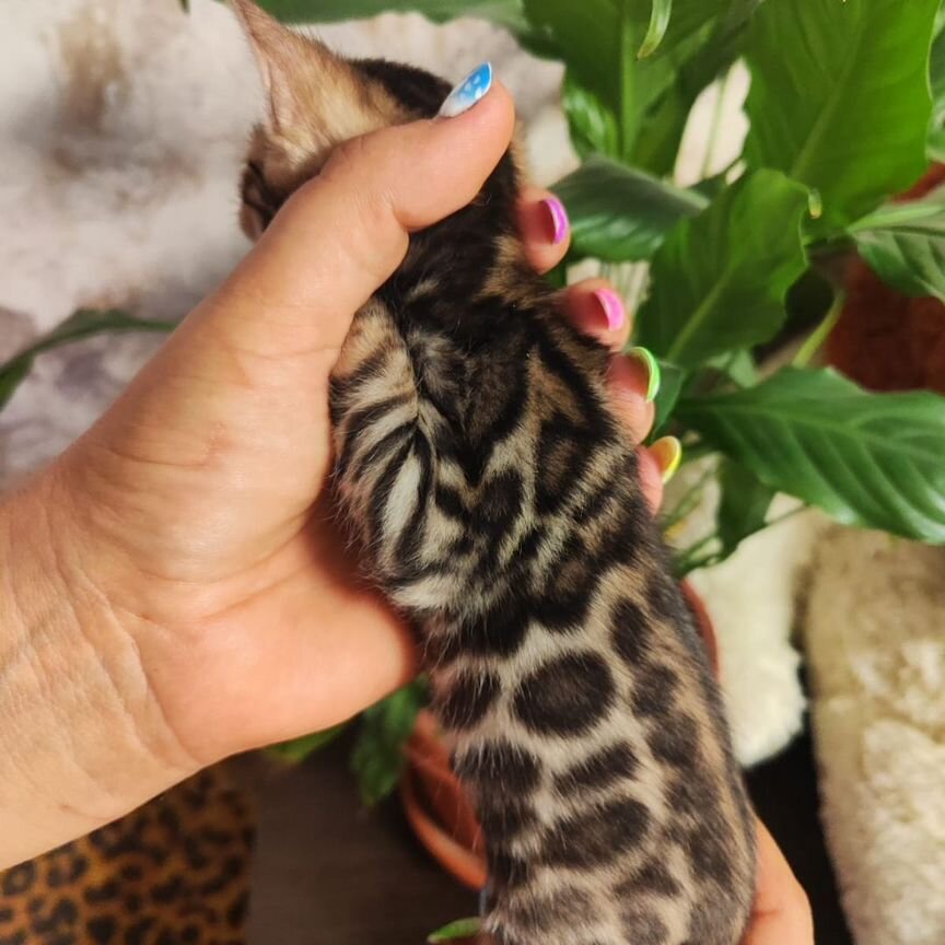 Бенгальская