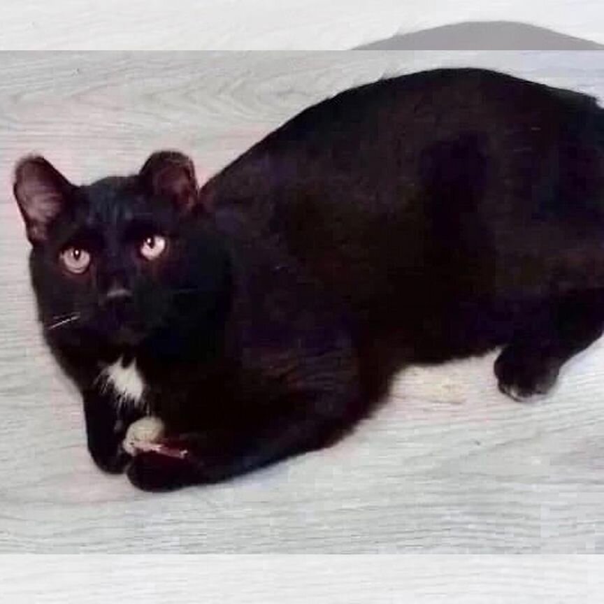 Взрослый кот от частного владельца