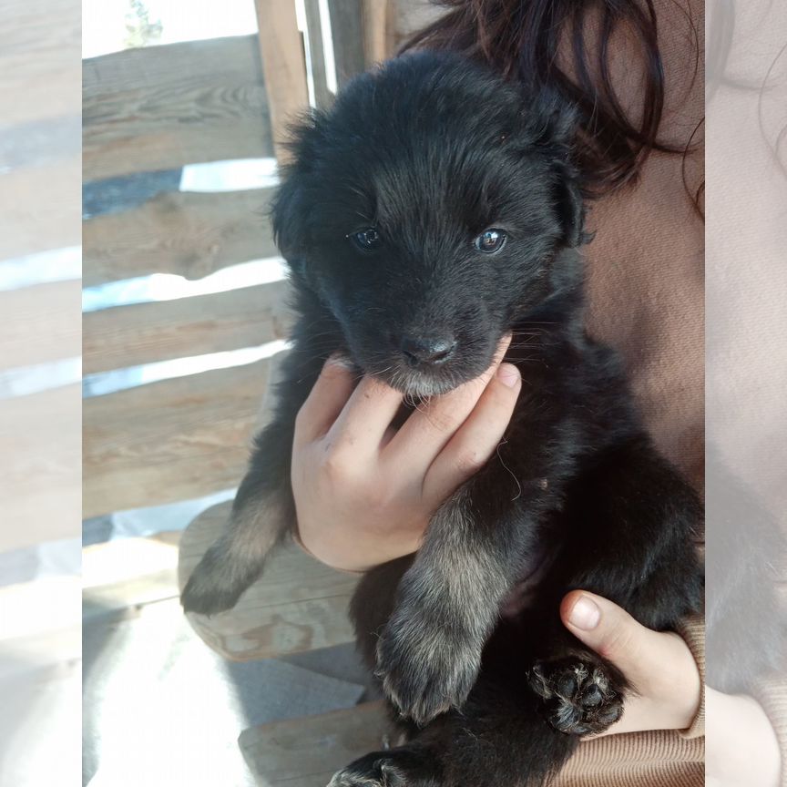 Щенок в добрые руки