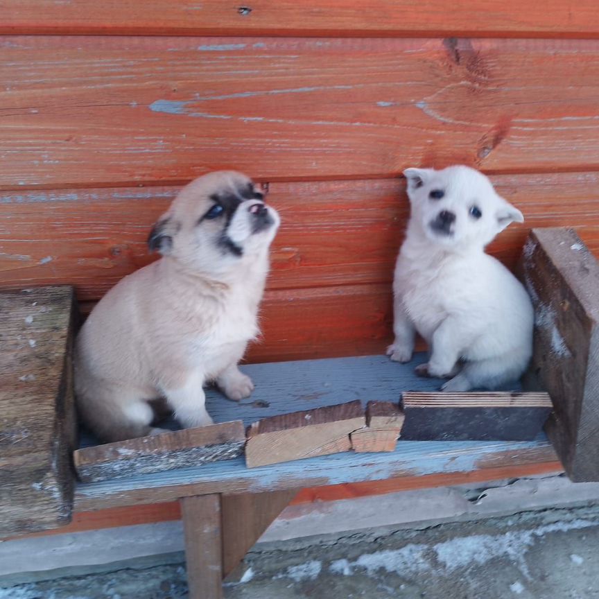 Колобки в поисках дома