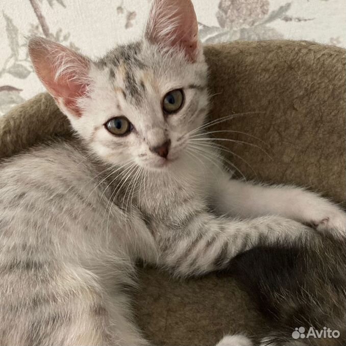 Котенок жемчужного цвета