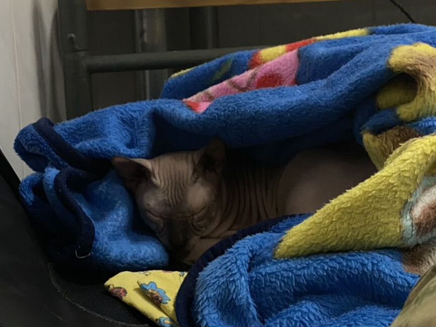 Донской сфинкс котик