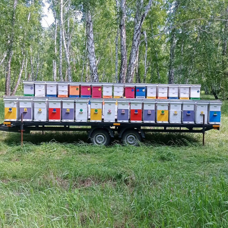 Пчелопакеты карника на 2026 год