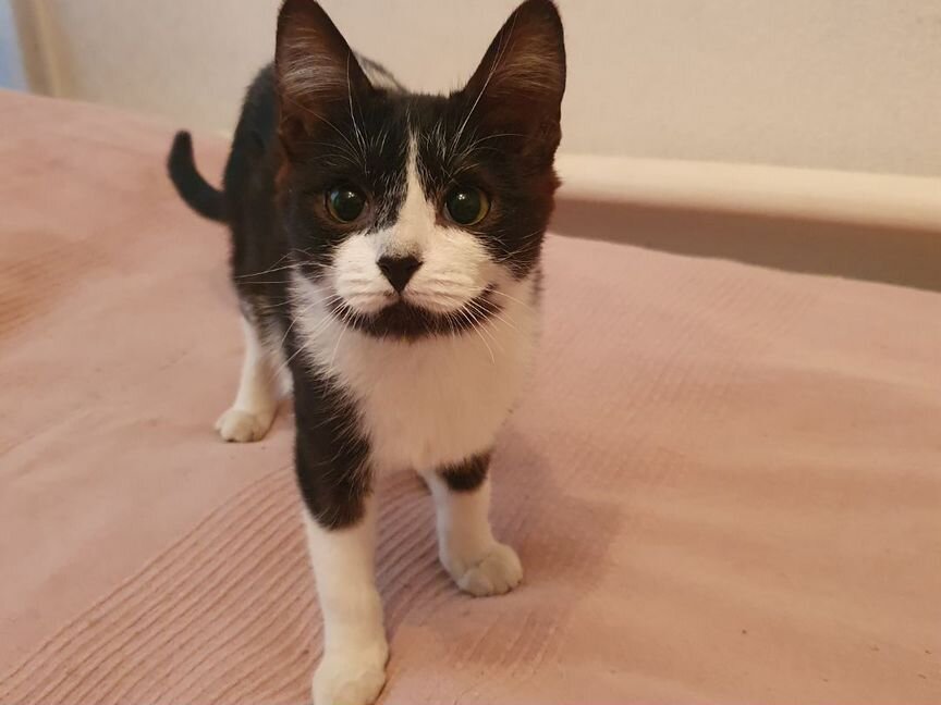 Котенок ждёт свои добрые ручки
