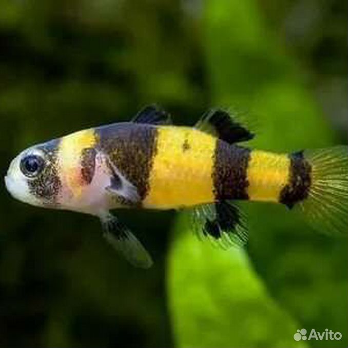 Бычок пчелка - Аквариумные рыбки в магазине