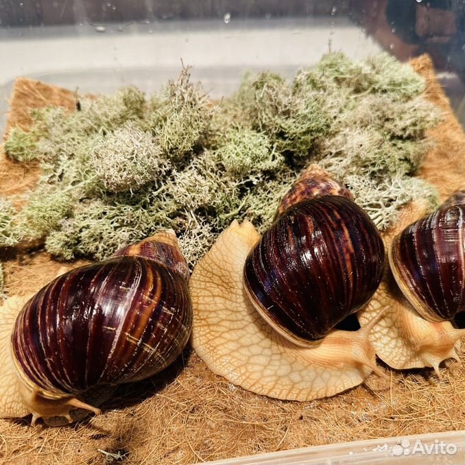 Отдам даром ахатин