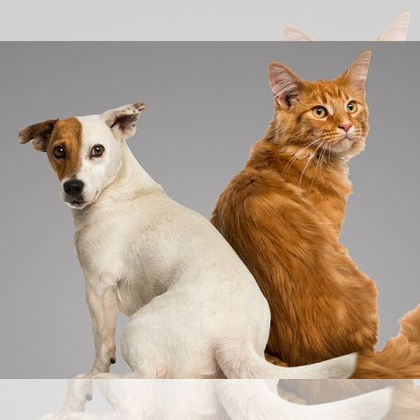 Подбор животных(индивидуально)