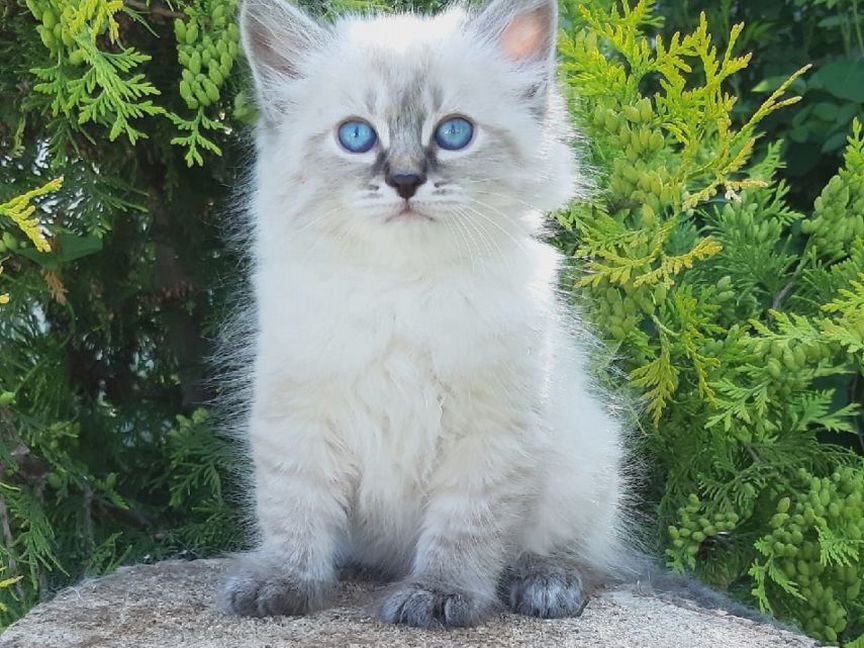 Шикарные котятки невской маскарадной породы