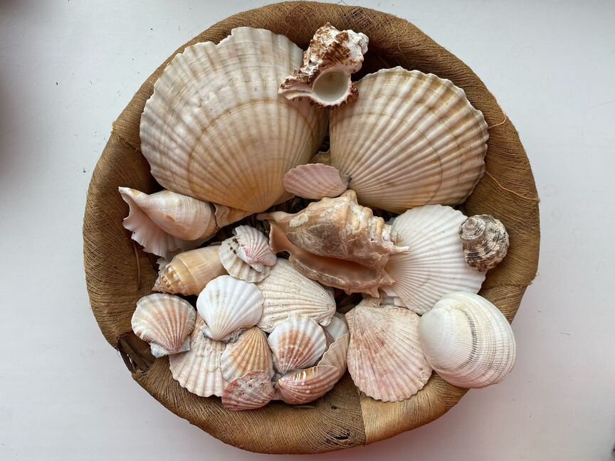 Морские ракушки раковины