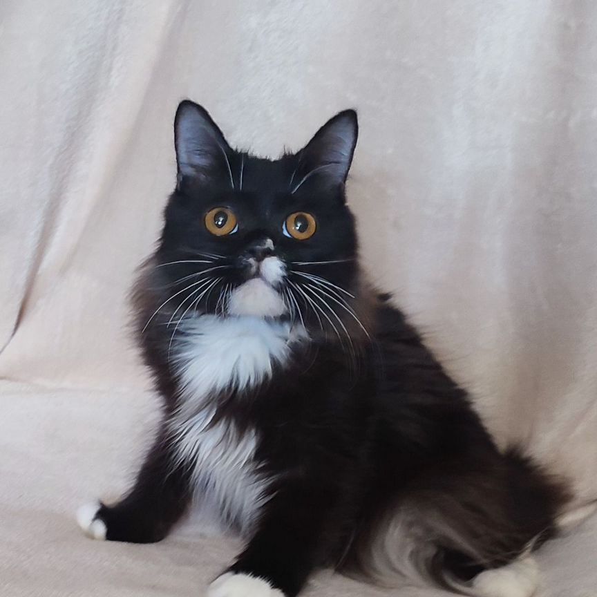 Котенок Тимати
