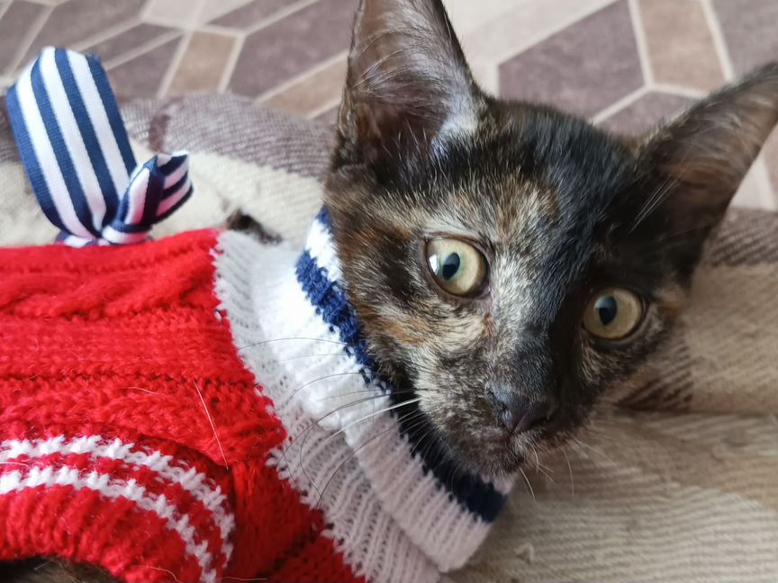 Кошка