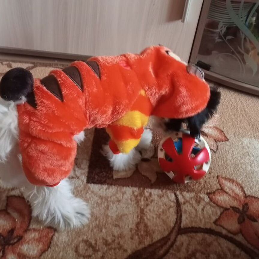 Костюм для собаки