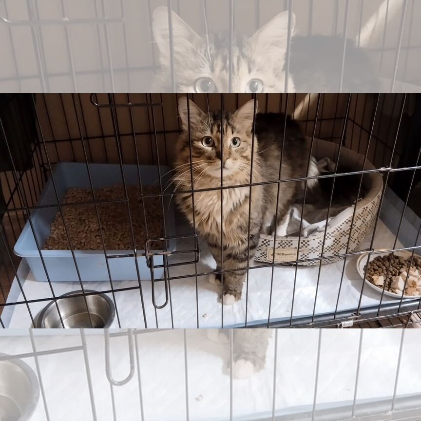 Котёнок в добрые руки