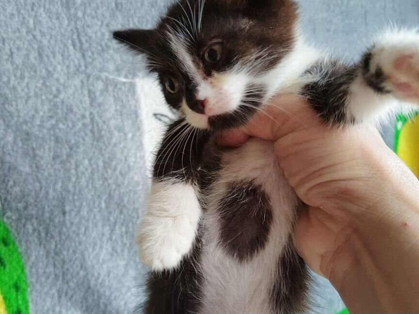 Смешная котенок-девочка 1 мес