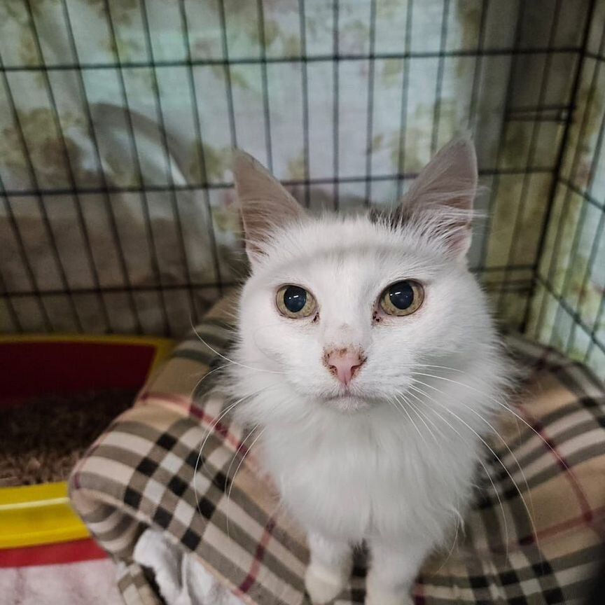 Белка ищет дом