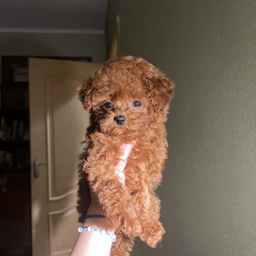 Той-пудель тикап тедди