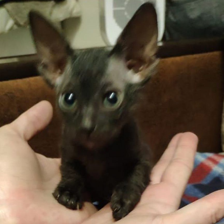 Котенок сфинкс