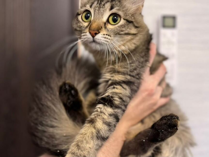 Котенок бельчонок