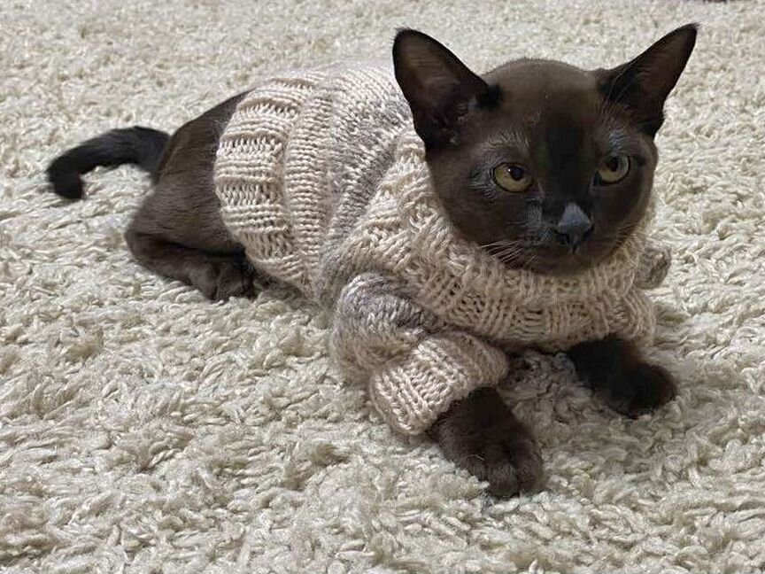 Свитер для кошечки/маленькой собачки