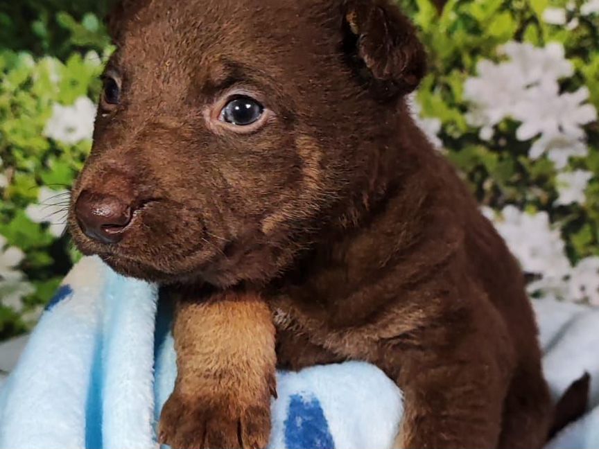 Детки из коробки