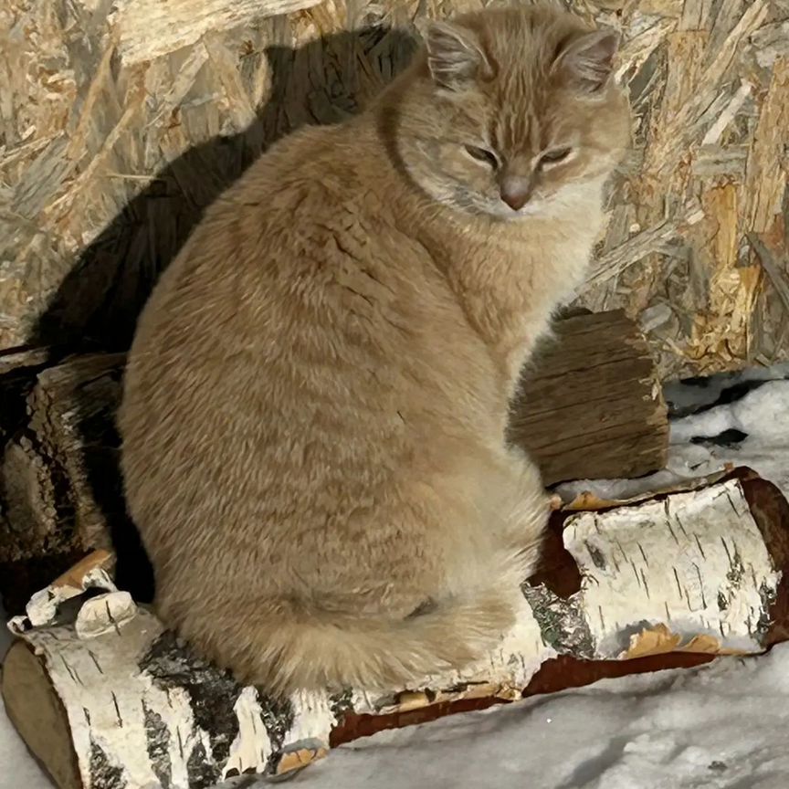 Взрослая, кошка в добрые руки