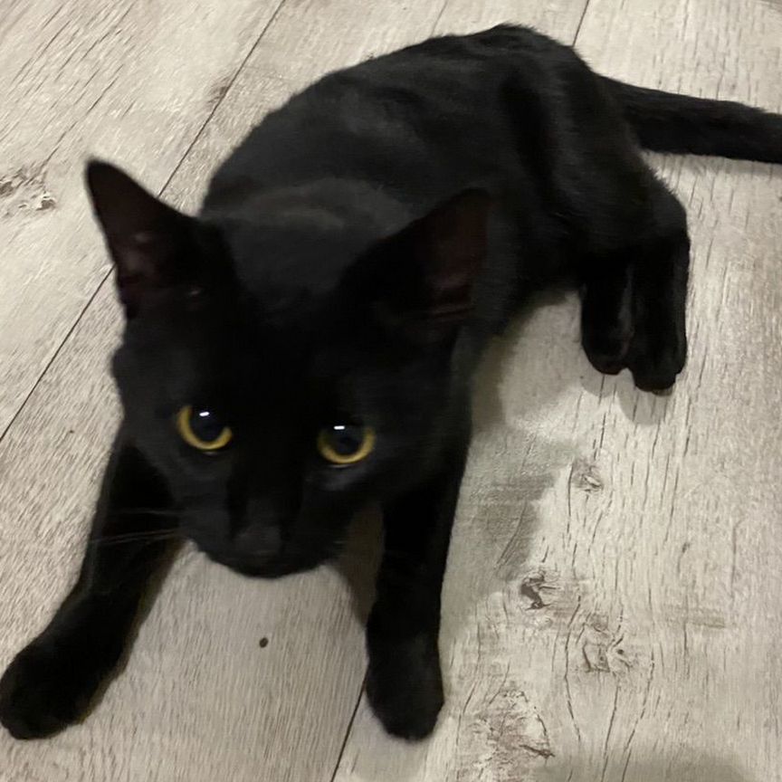 Нашелся котик