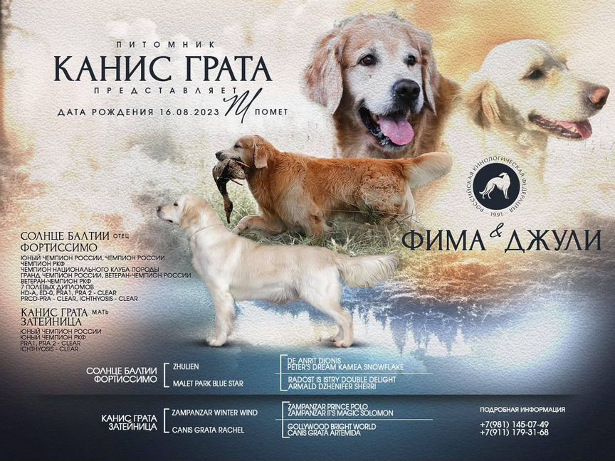 Золотой ретривер щенки