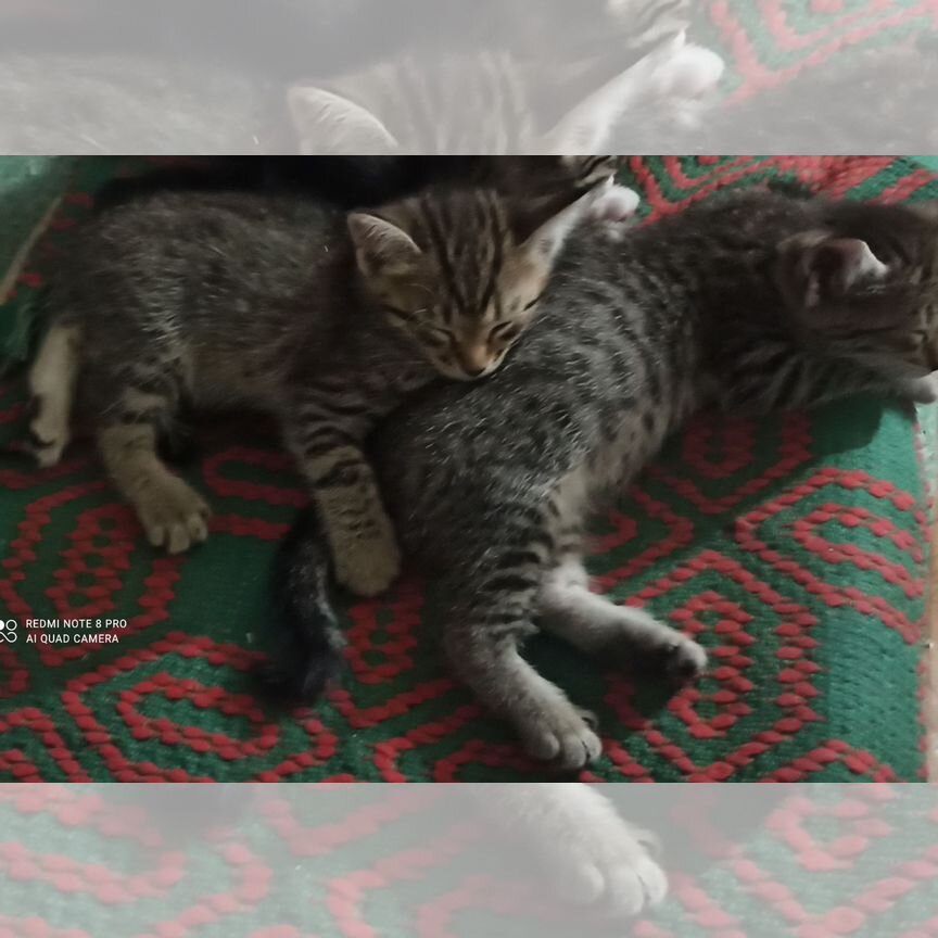 Котята
