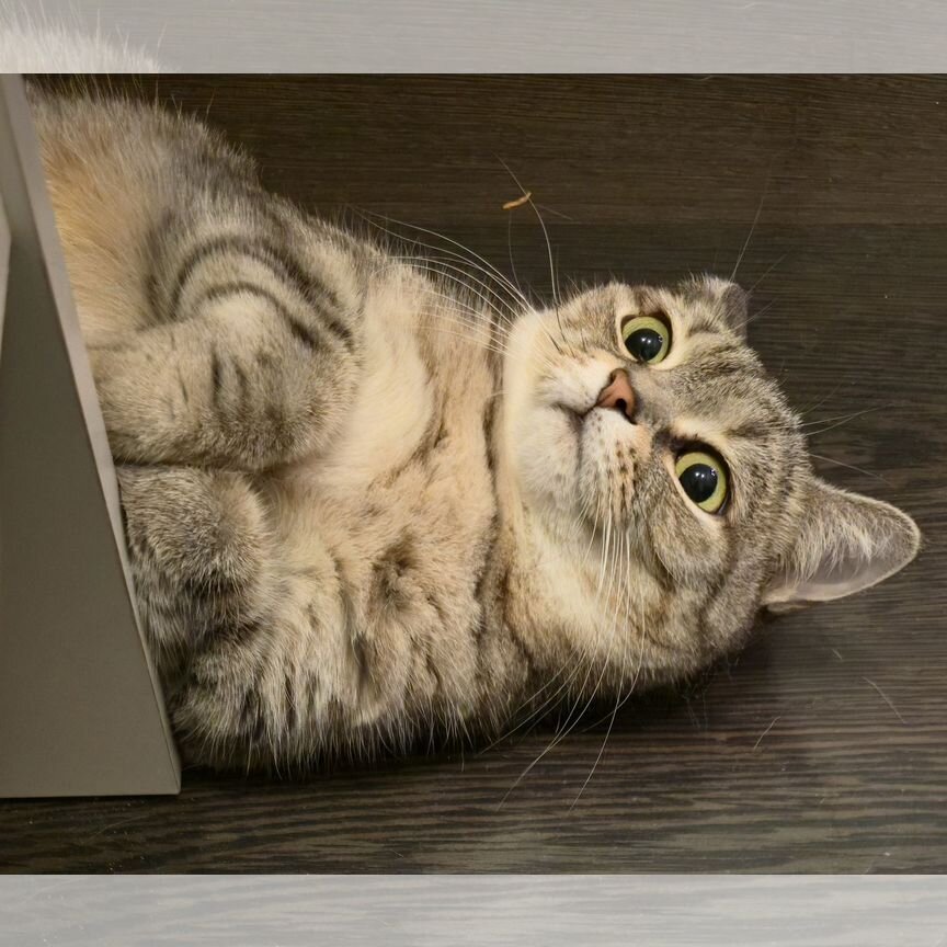 Взрослая, кошка в добрые руки