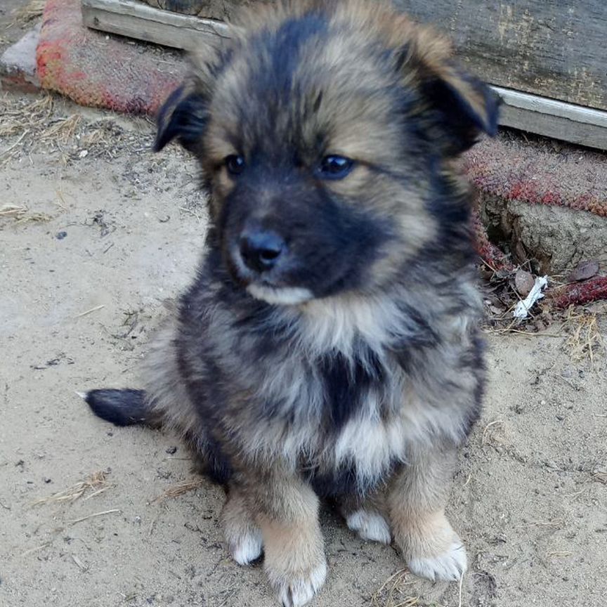 Щенок в добрые руки