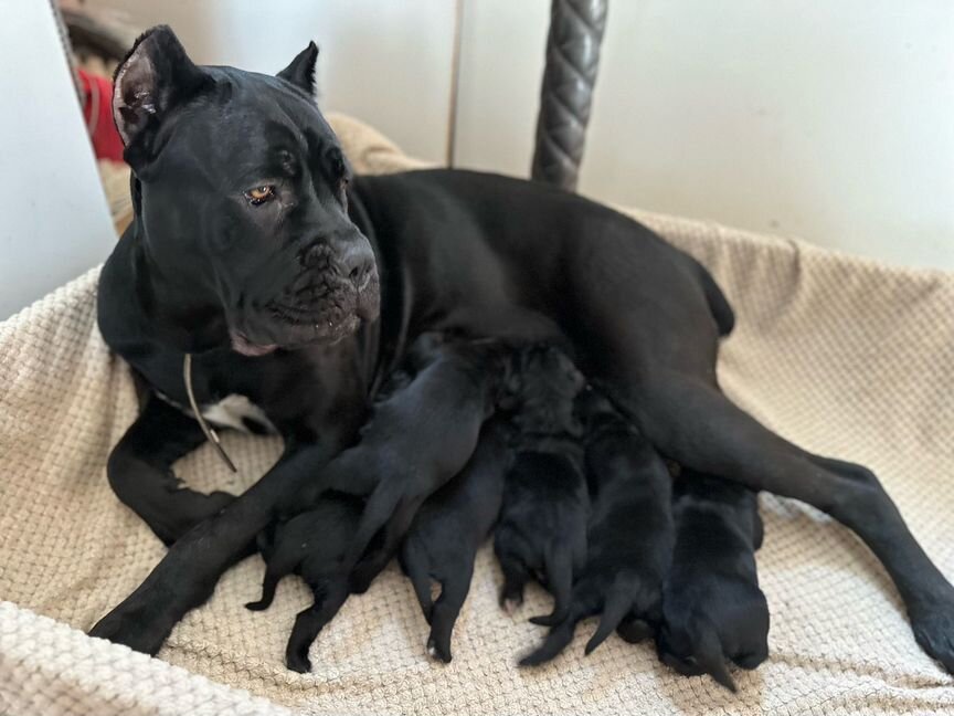 Щенки Кане Корсо