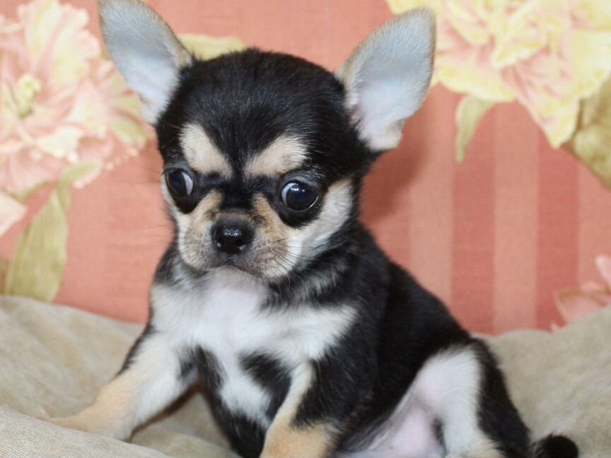 Чих красатун