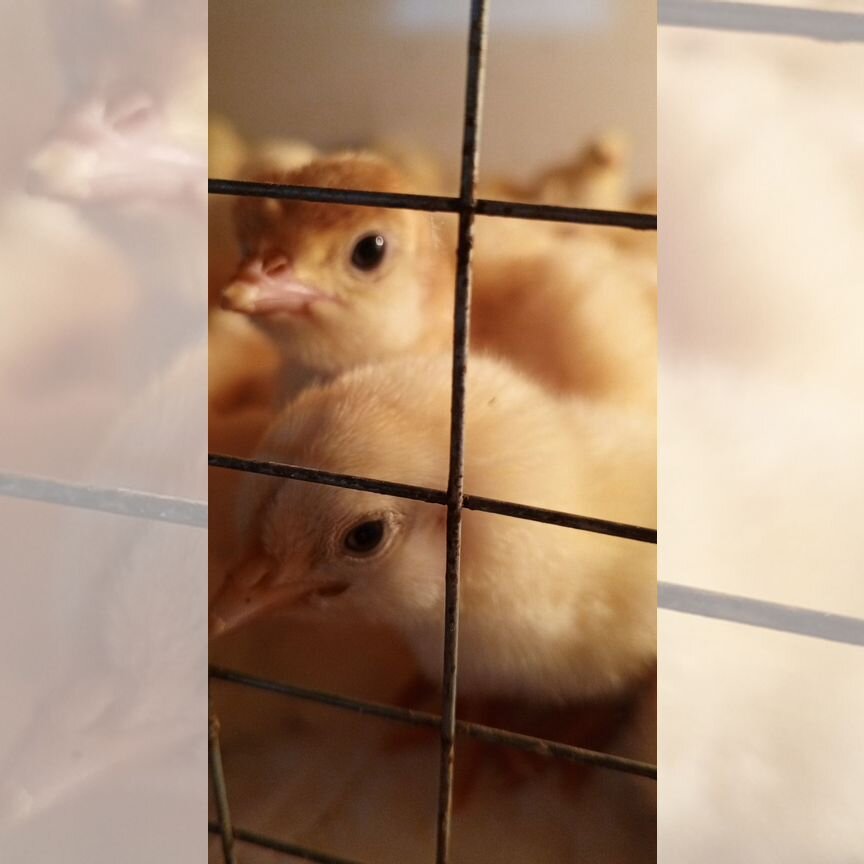 Индюшата хайбрид конвертер рубин