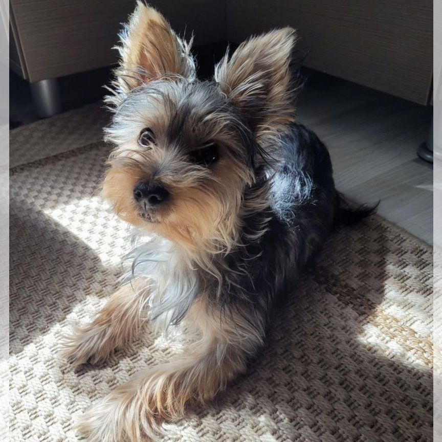 Йоркширский терьер, щенок